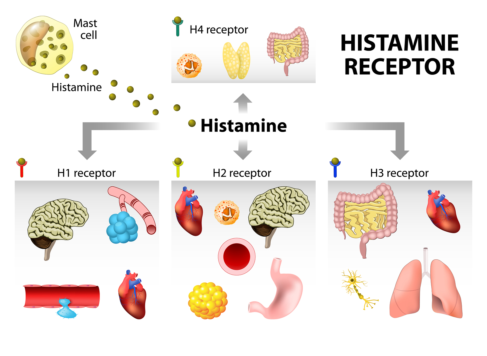 Baby s Rash Reflux Or Histamine Baby s Rash Reflux Or Histamine