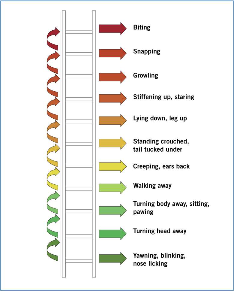 Op straat valt mijn hond uit, maar ergens anders niet. Hoe kan dat?!