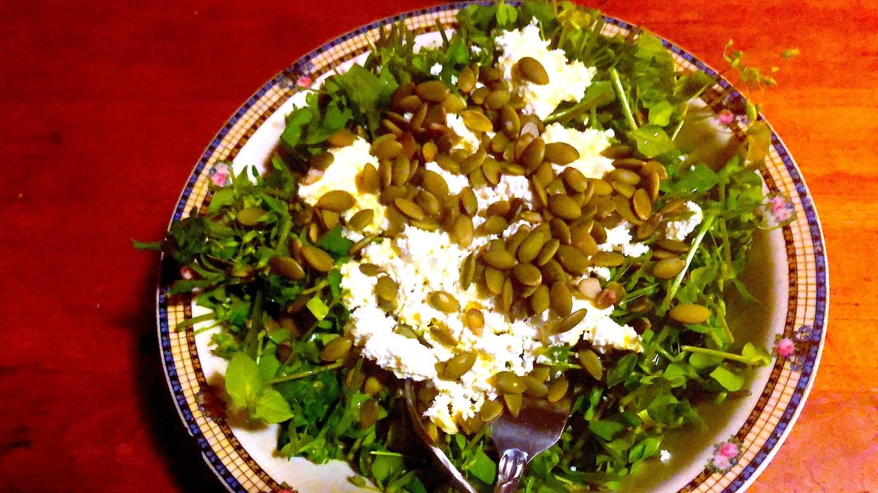 Wild chickweed ~ nutritious gourmet salad green and herbal medicine