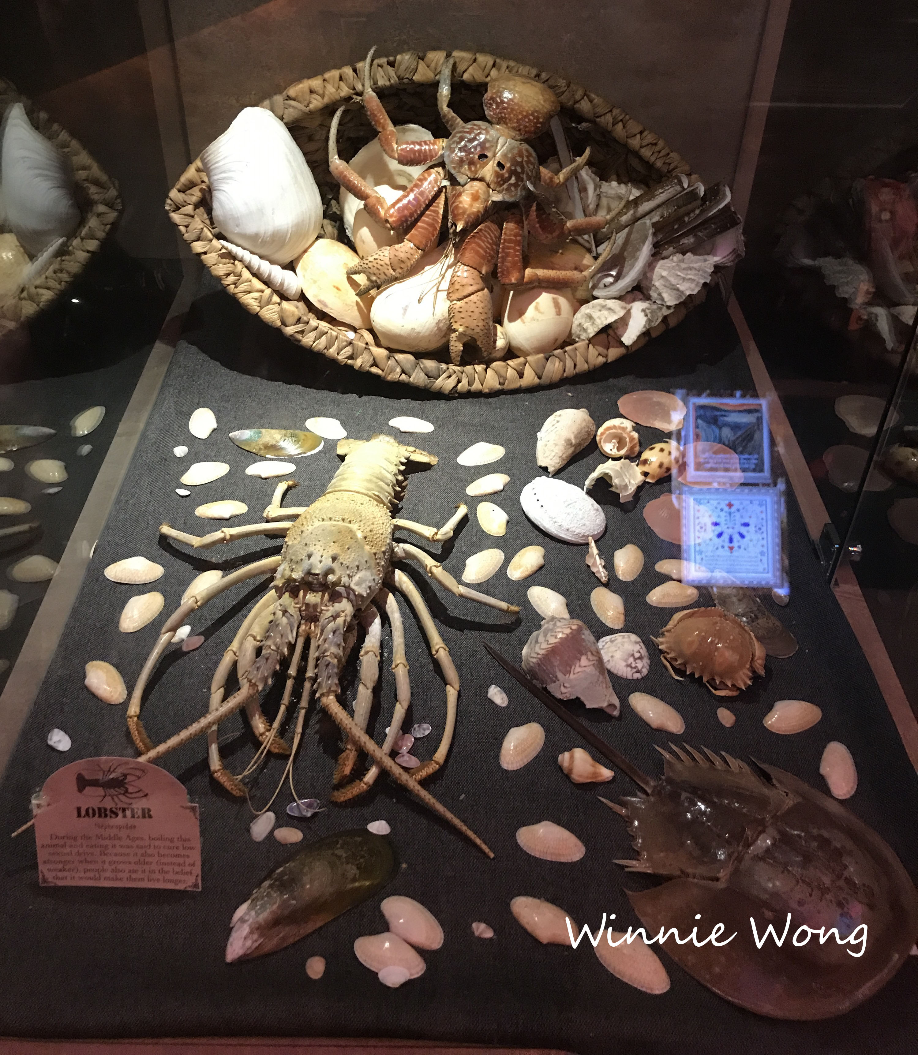 Entopia - the world’s first tropical butterfly and insect sanctuary