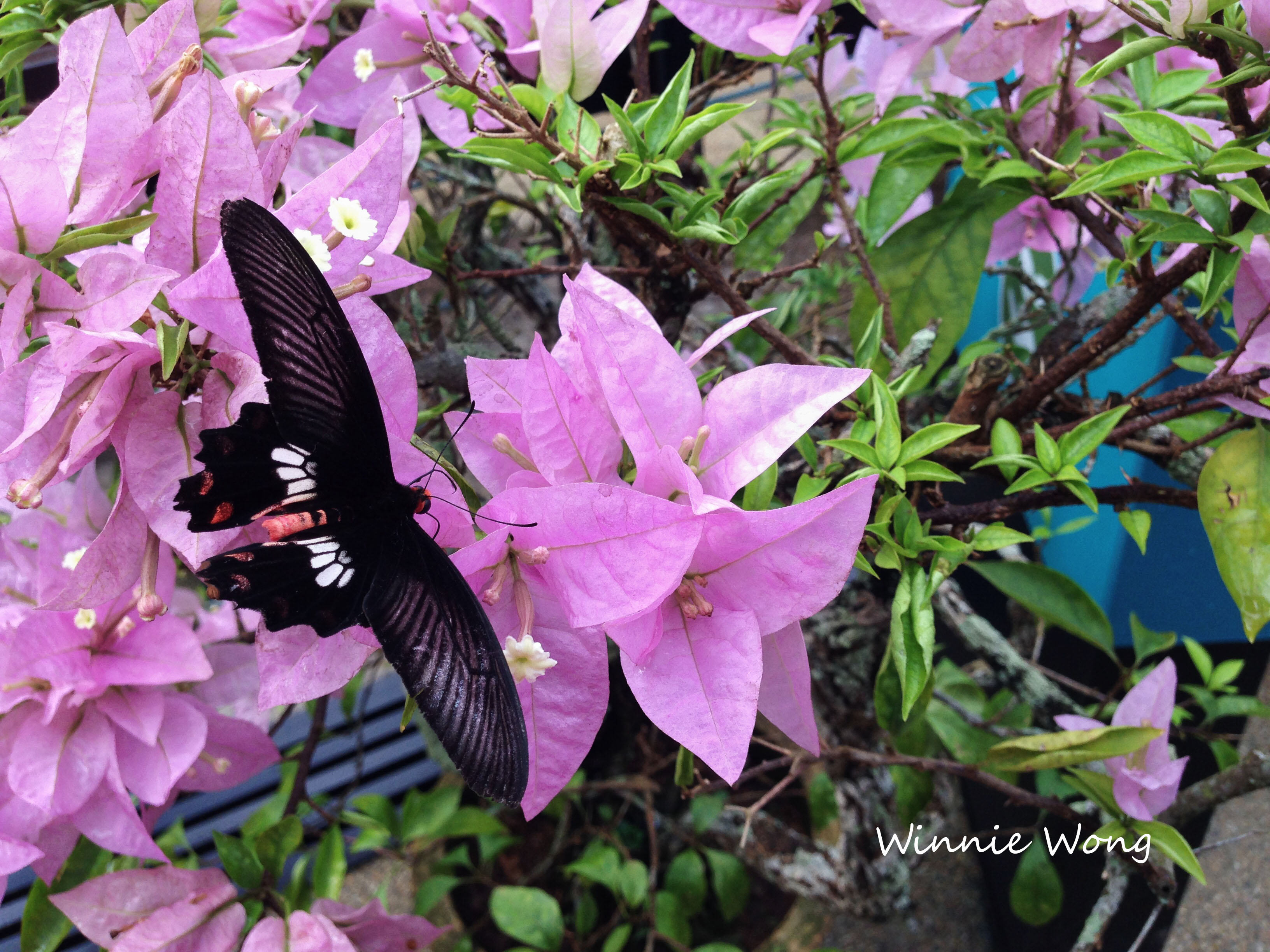 Entopia - the world’s first tropical butterfly and insect sanctuary