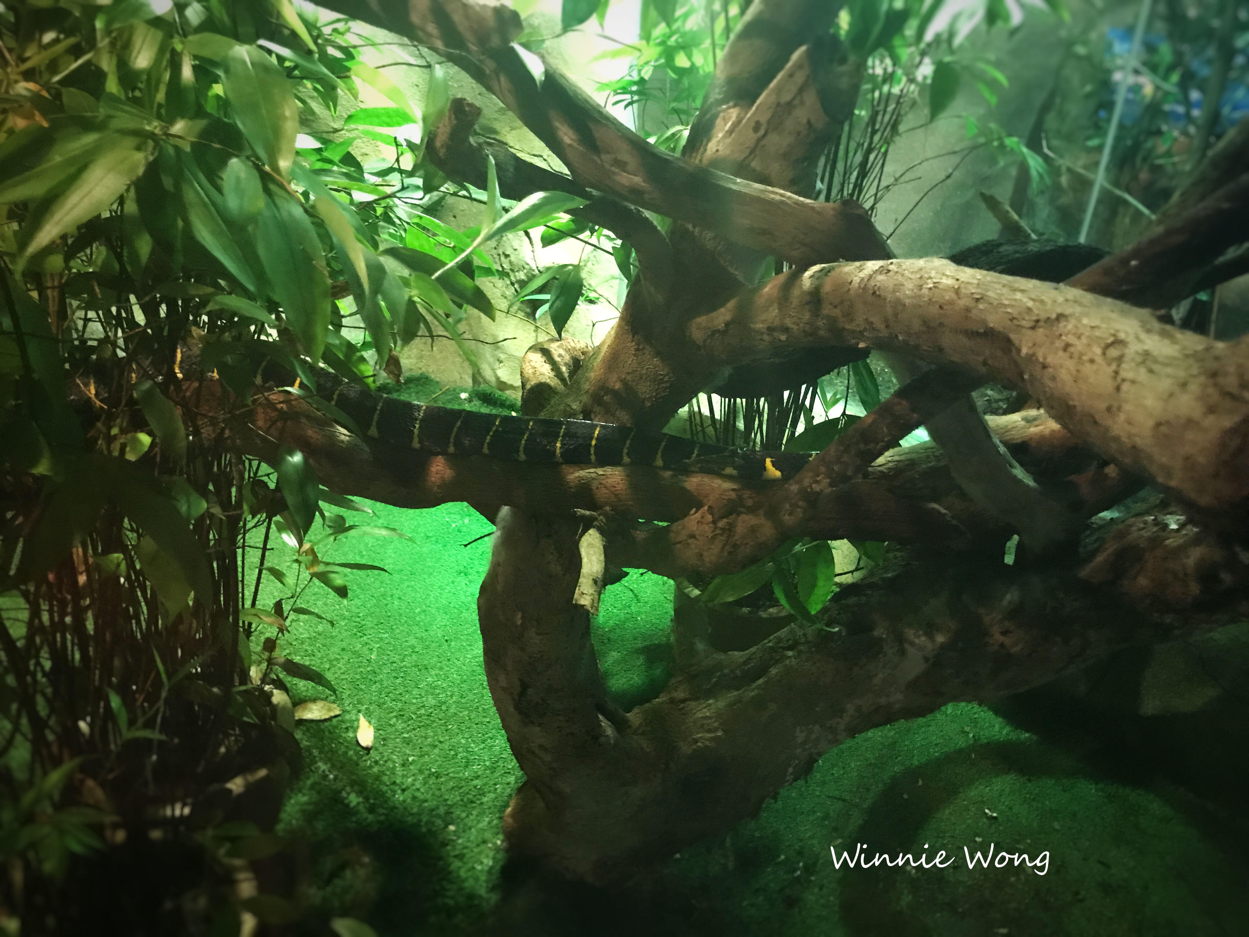 Entopia - the world’s first tropical butterfly and insect sanctuary