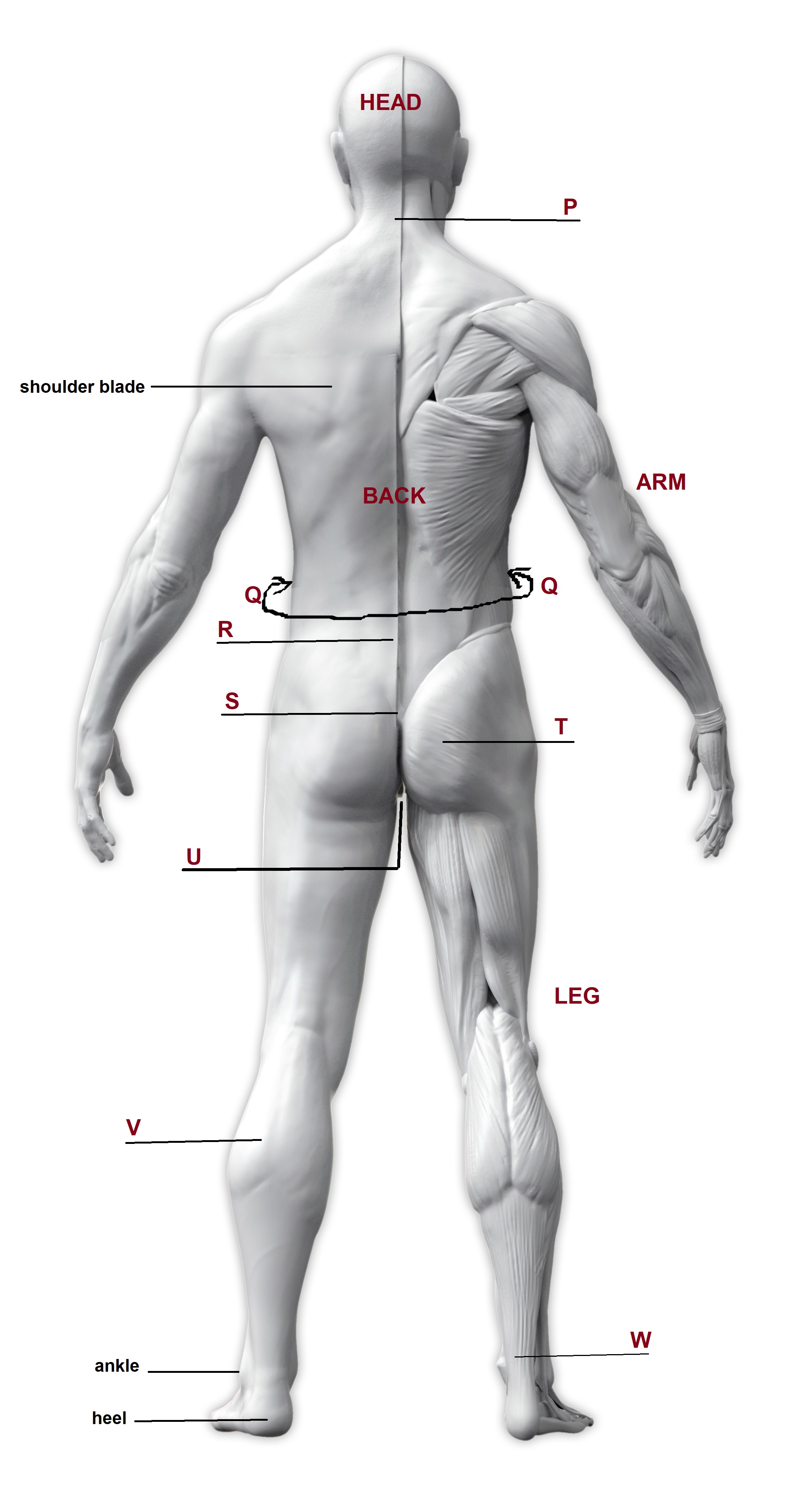 VOCABULARY Exercise E Part 3 B2 Pro Medical English