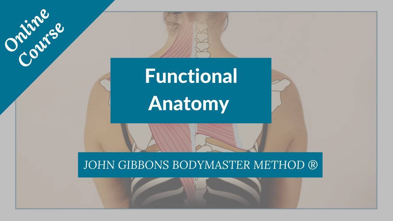 Functional Anatomy