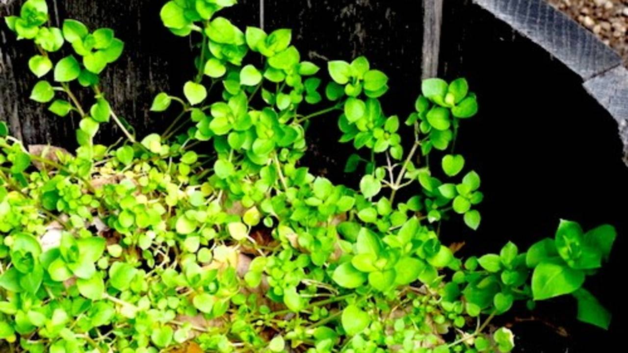 Wild chickweed ~ nutritious gourmet salad green and herbal medicine