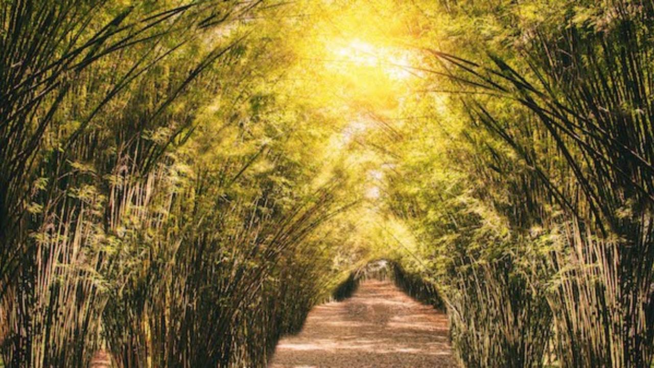 Resilience: Lessons from the Bamboo