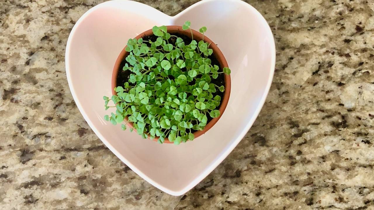 Chia Microgreens A Simply Delicious Health Boost!