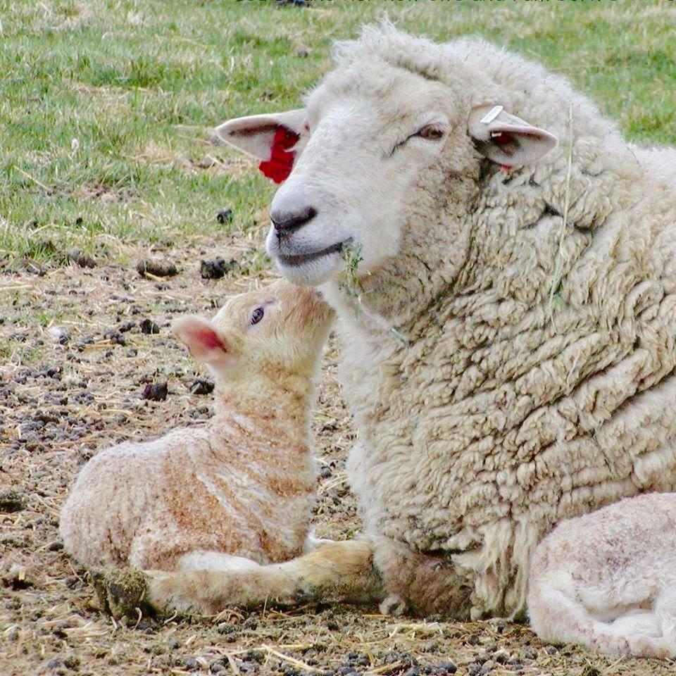 Birthing Lambs