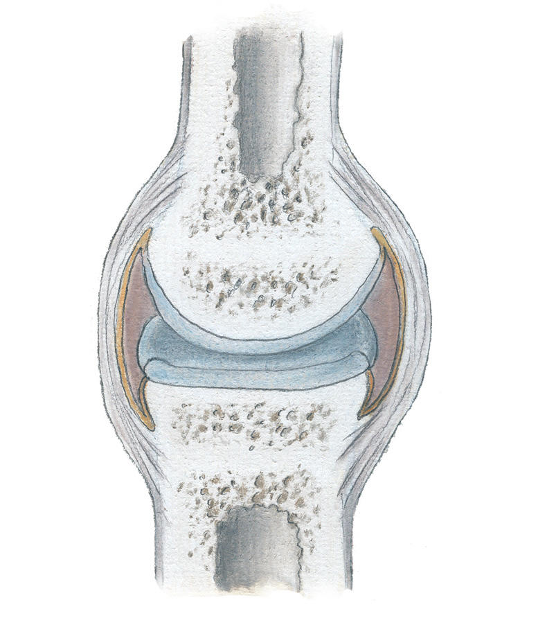 Nordisk Heste- og hundeterapiskole
